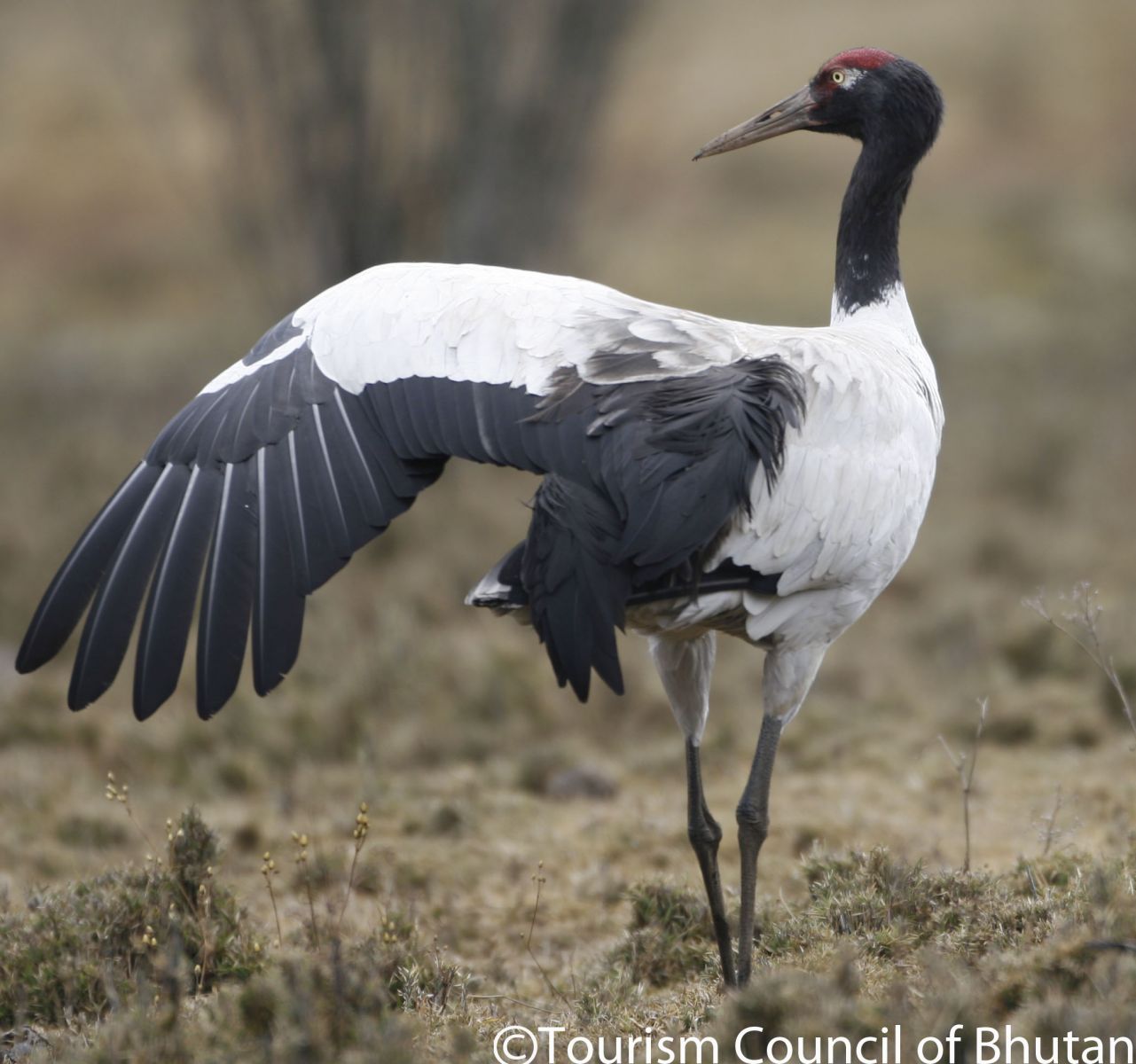 24 BINATANG KHAS DARI SELURUH DUNIA (Bagian 2)